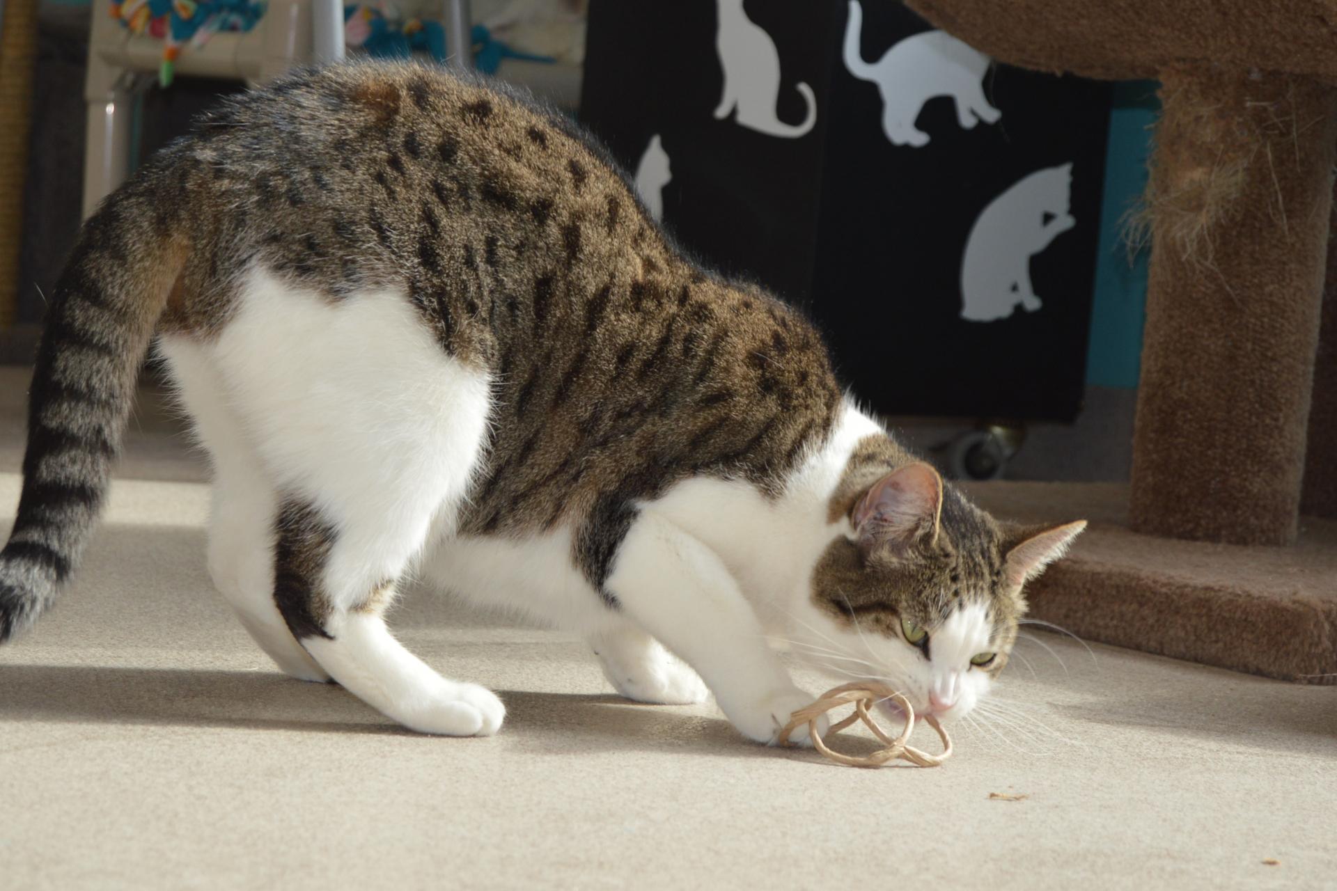 DIY Indoor Hunting Playground – Dezi & Roo