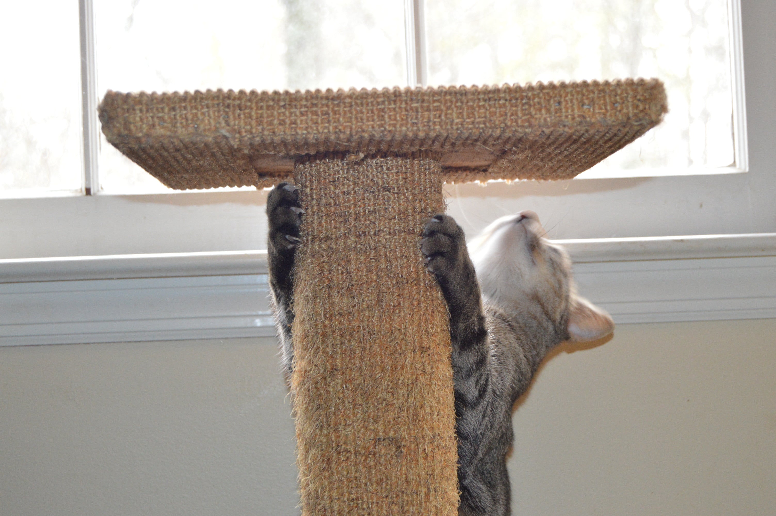 3 Ways to Get Your Cat Scratching the Right Things – Dezi & Roo